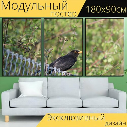 Модульный постер "Черный дрозд, певчая птица, изгородь" 180 x 90 см. для интерьера