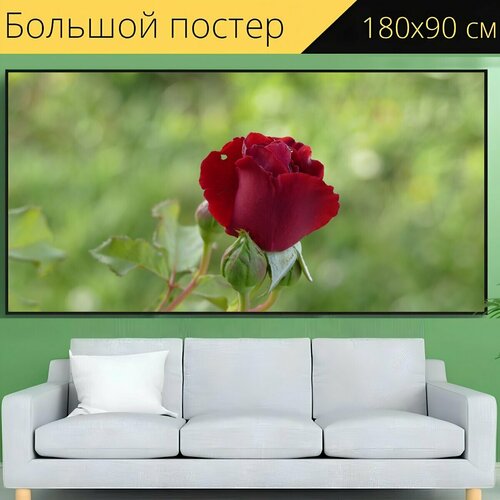 Большой постер "Красная роза, цветок, розы" 180 x 90 см. для интерьера