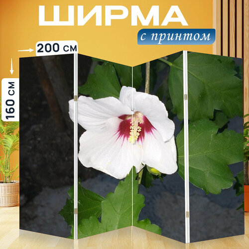 Ширма перегородка с принтом "Растительность, цветок, белый" на холсте - 200x160 см. для зонирования, раскладная