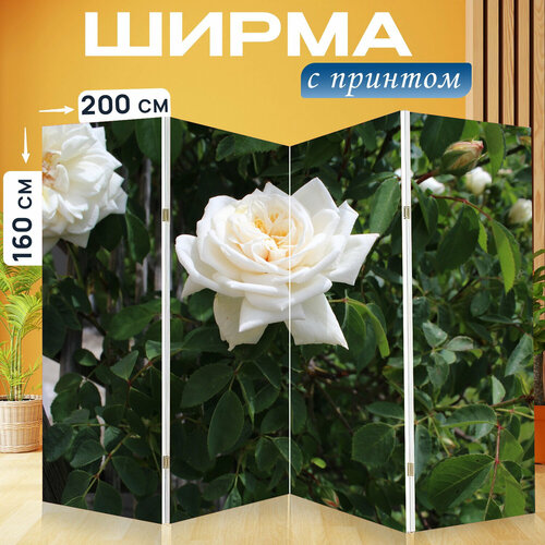 Ширма перегородка с принтом "Роза, белый, процветал" на холсте - 200x160 см. для зонирования, раскладная