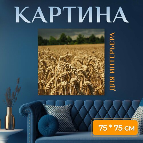 Картина на холсте "Пшеничный колос, пшеница, шип" на подрамнике 75х75 см. для интерьера