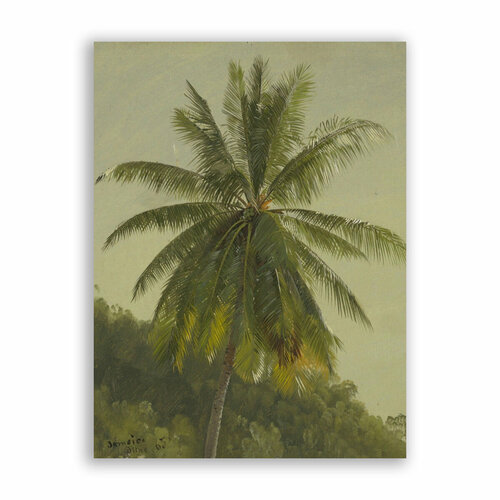 Картина на холсте, репродукция / Фредерик Эдвин Чёрч - Palm Trees, West Indies / Размер 30 x 40 см