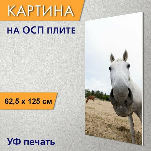 Вертикальная картина на ОСП "Лошадь, животное, лошадиная голова" 62x125 см. для интерьериа