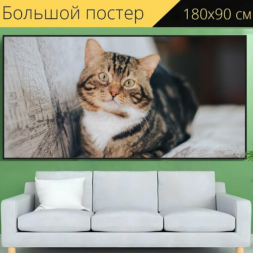 Большой постер "Домашний кот, дворовой, беспородный" 180 x 90 см. для интерьера