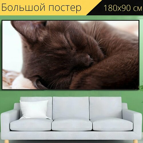 Большой постер "Британская короткошерстная кошка, кот, котенок" 180 x 90 см. для интерьера