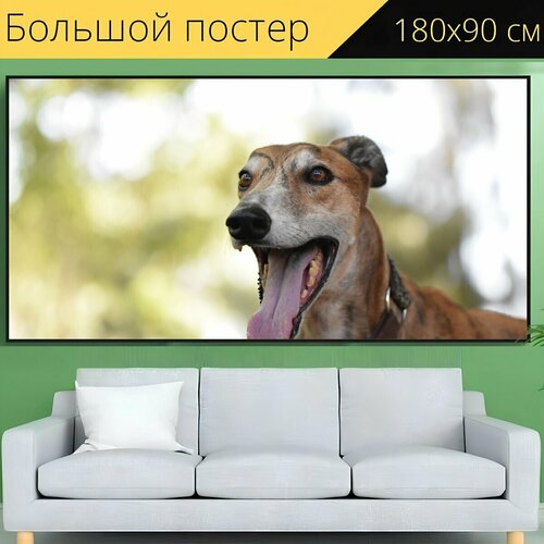 Большой постер "Борзая, отставной гоночная собака, миль ч" 180 x 90 см. для интерьера