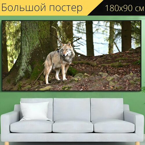 Большой постер "Лес, волк, хищник" 180 x 90 см. для интерьера