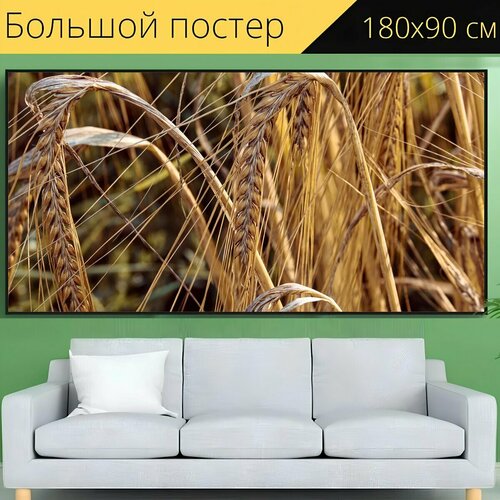 Большой постер "Пшеница, шип, зерно" 180 x 90 см. для интерьера
