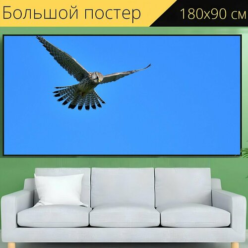 Большой постер "Пустельга, птица, летающий" 180 x 90 см. для интерьера