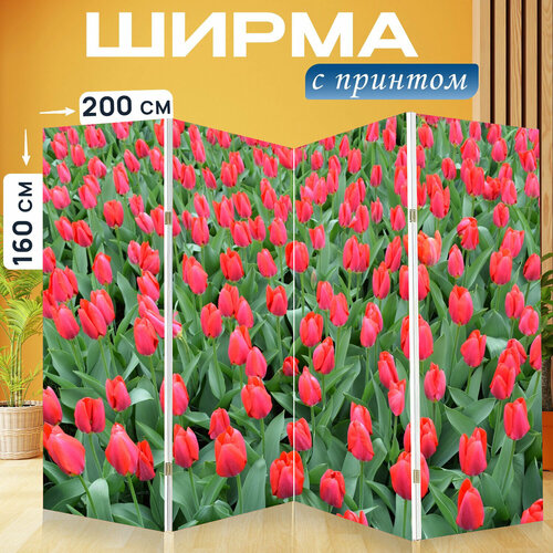 Ширма перегородка с принтом "Тюльпаны, красный, цветы" на холсте - 200x160 см. для зонирования, раскладная