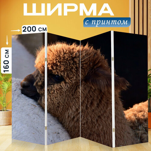 Ширма перегородка с принтом "Альпака, животное, белый" на холсте - 200x160 см. для зонирования, раскладная