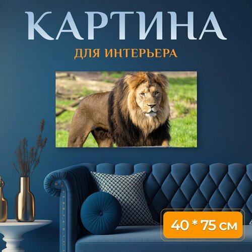 Картина на холсте "Лев, зоопарк, африке" на подрамнике 75х40 см. для интерьера