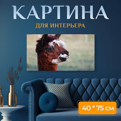 Картина на холсте "Альпака, животное, голова" на подрамнике 75х40 см. для интерьера