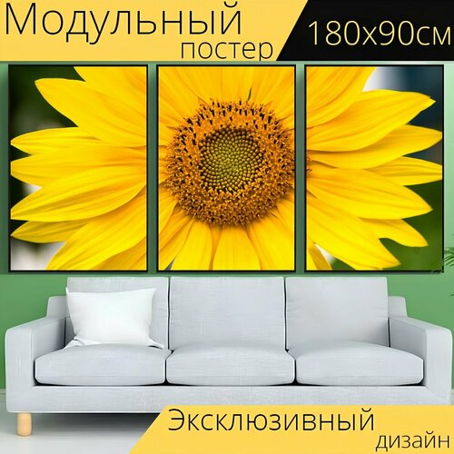 Модульный постер "Подсолнух, желтый, закрывать" 180 x 90 см. для интерьера