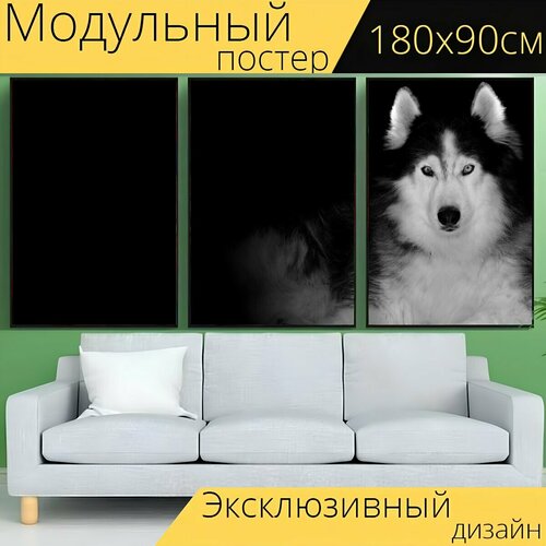 Модульный постер "Сибирский хаски, собака, волк" 180 x 90 см. для интерьера