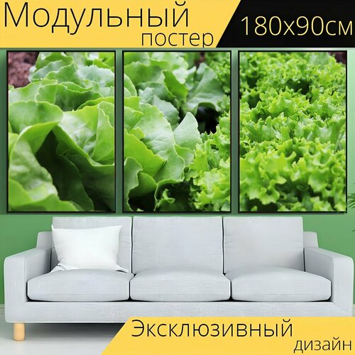 Модульный постер "Латук, салат, сад" 180 x 90 см. для интерьера