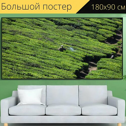 Большой постер "Чайная плантация, чай растение, зеленый" 180 x 90 см. для интерьера