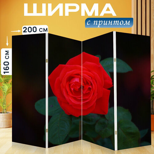Ширма перегородка с принтом "Роза, красный, цветок" на холсте - 200x160 см. для зонирования, раскладная