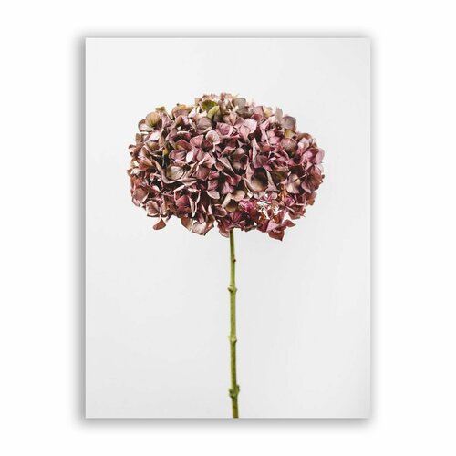 Постер цветы на бумаге / Гортензия / Размер 40 x 53 см