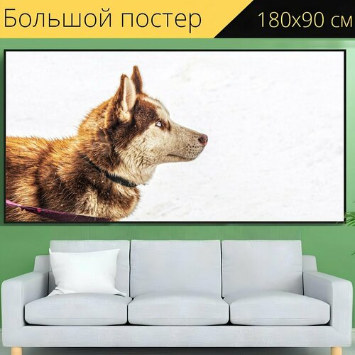 Большой постер "Хаски, браун, собака" 180 x 90 см. для интерьера