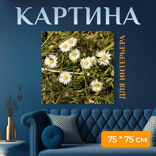 Картина на холсте "Маргаритка, букет, цветок" на подрамнике 75х75 см. для интерьера