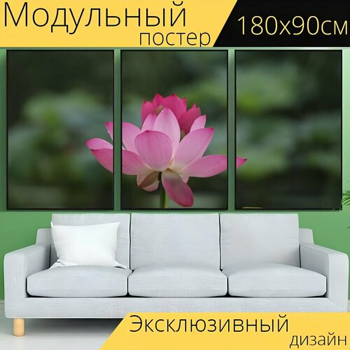 Модульный постер "Лотос, цветок, завод" 180 x 90 см. для интерьера