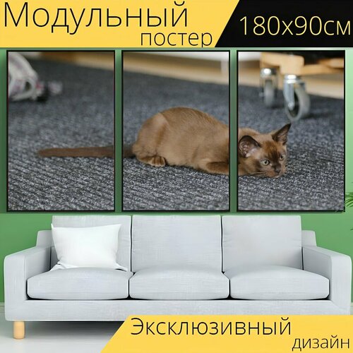 Модульный постер "Кот, домашняя кошка, бирманский" 180 x 90 см. для интерьера