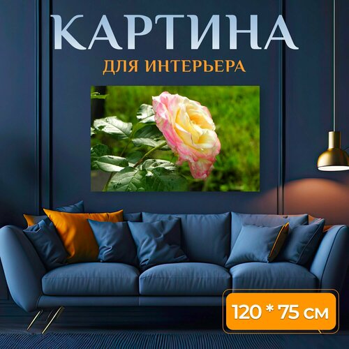 Картина на холсте "Роза, цветок, цвести" на подрамнике 120х75 см. для интерьера