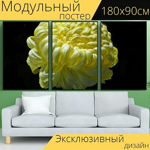 Модульный постер "Хризантема, цветок, желтый" 180 x 90 см. для интерьера