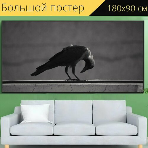 Большой постер "Домашняя ворона, изгиб шеи, греется" 180 x 90 см. для интерьера
