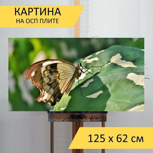 Картина на ОСП 125х62 см. "Бабочка, тропические бабочки, экзотика" горизонтальная, для интерьера, с креплениями