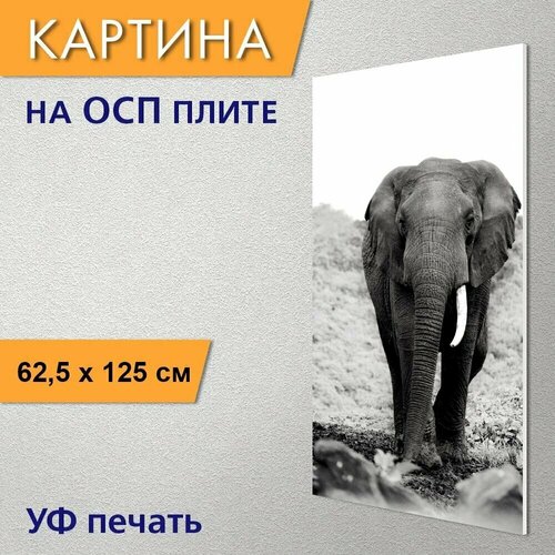 Вертикальная картина на ОСП "Слон, бивни, дикая природа" 62x125 см. для интерьериа