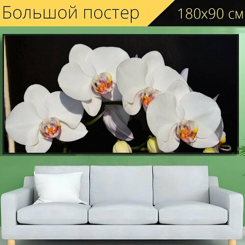 Большой постер "Орхидея, белый, цветок" 180 x 90 см. для интерьера