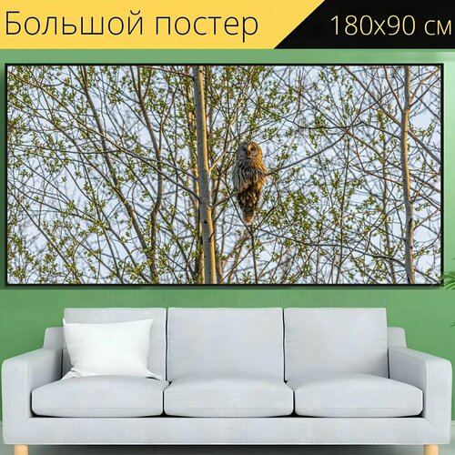 Большой постер "Уральская сова, сова, птица" 180 x 90 см. для интерьера
