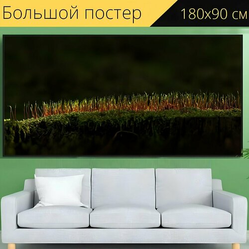 Большой постер "Мох, лес, споры мха" 180 x 90 см. для интерьера