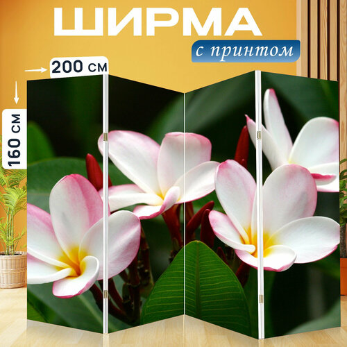 Ширма перегородка с принтом "Цветы, плюмерия, цветочный" на холсте - 200x160 см. для зонирования, раскладная