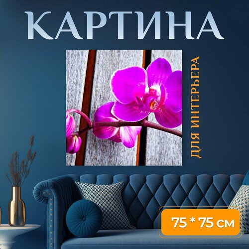 Картина на холсте "Завод, орхидея, фаленопсис" на подрамнике 75х75 см. для интерьера