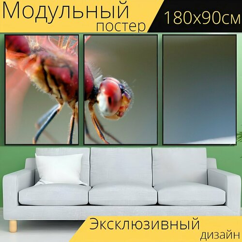 Модульный постер "Стрекоза, красный, насекомое" 180 x 90 см. для интерьера