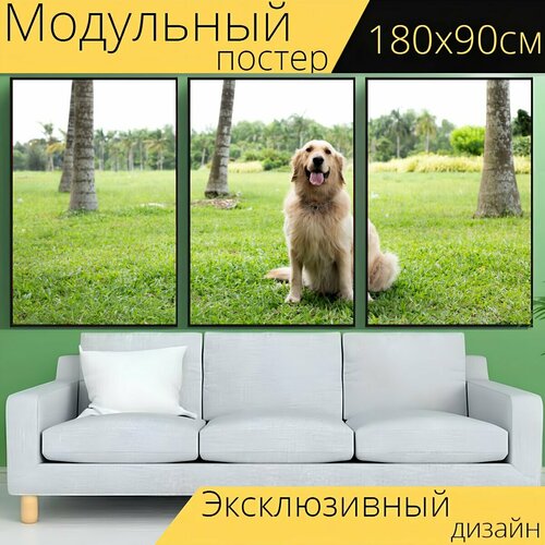 Модульный постер "Собака, золотой, животное" 180 x 90 см. для интерьера
