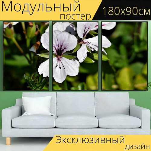 Модульный постер "Герань, расцветает, балконные растения" 180 x 90 см. для интерьера