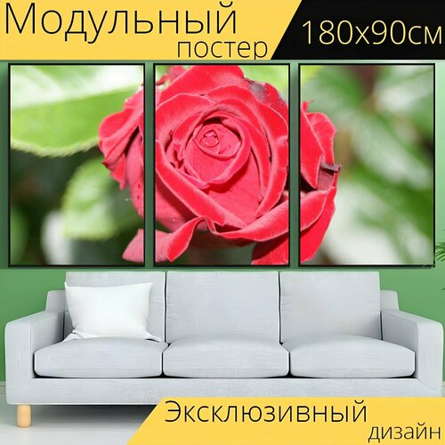 Модульный постер "Красная роза, любовь, романтика" 180 x 90 см. для интерьера