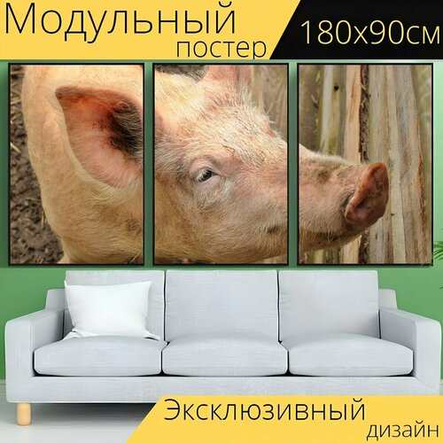 Модульный постер "Свинья, морда, животное" 180 x 90 см. для интерьера