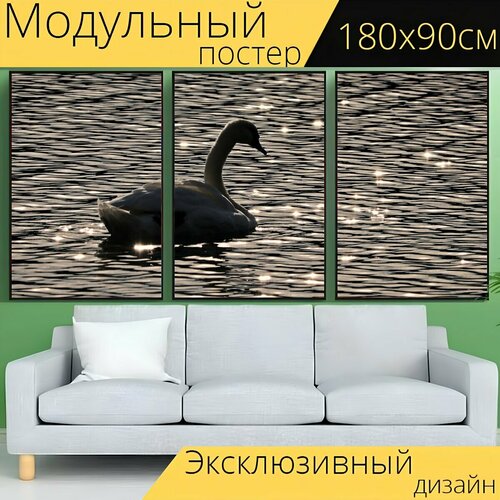 Модульный постер "Лебедь, вода, природа" 180 x 90 см. для интерьера