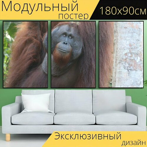 Модульный постер "Животное, природа, орангутанг" 180 x 90 см. для интерьера