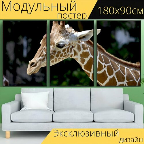 Модульный постер "Жирафа, сетчатый жираф, шея" 180 x 90 см. для интерьера