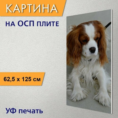 Вертикальная картина на ОСП "Собака, кавалер кинг чарльз спаниель, веселая" 62x125 см. для интерьериа