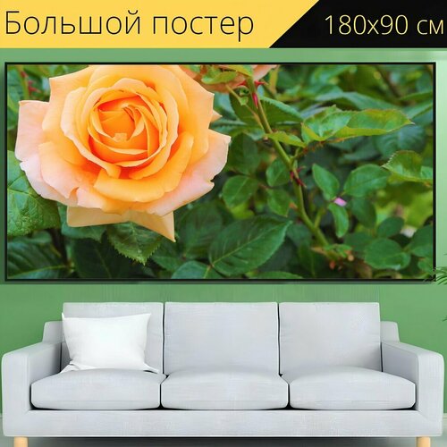 Большой постер "Роуз, природа, цветок" 180 x 90 см. для интерьера