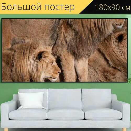 Большой постер "Львы, животные, шерсть" 180 x 90 см. для интерьера