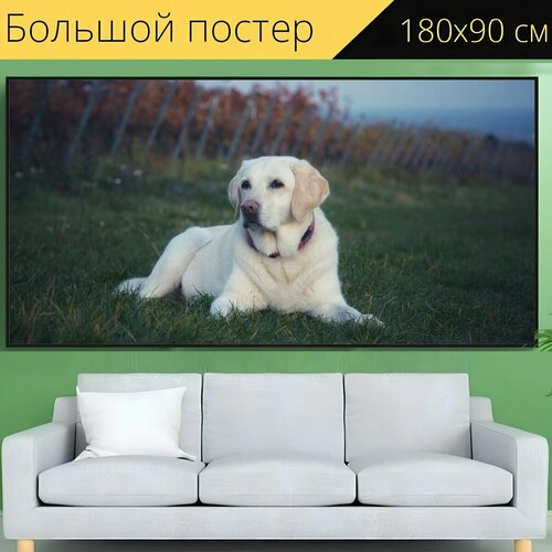 Большой постер "Собака, милый, трава" 180 x 90 см. для интерьера