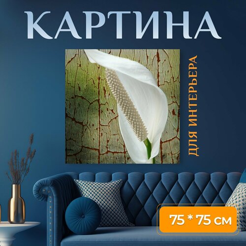 Картина на холсте "Спатифиллум, цветок, белый" на подрамнике 75х75 см. для интерьера